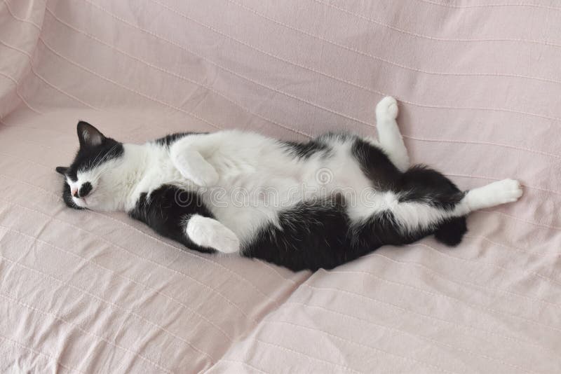 Cat Sleeping Upside Down on the Sofa at Home. Stock Photo - Image of ... Cat Sleeping Upside Down on the Sofa at Home. Stock Photo - Image of ...