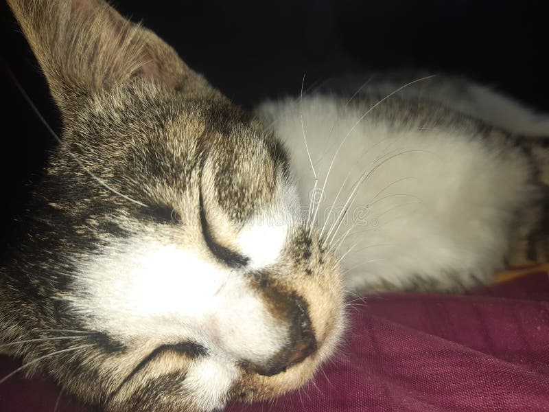 Sleeping Cat, Very Tired Cat, Fell Asleep Stock Image - Image of video ...