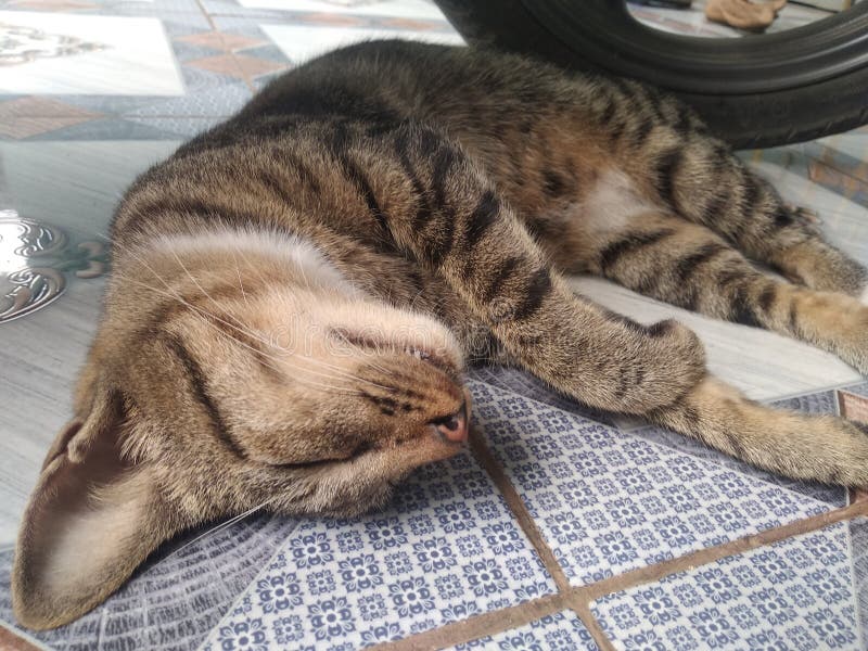 Sleeping Cat, Very Tired Cat, Fell Asleep Stock Image - Image of video ...