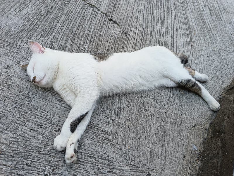 Sleeping Cat, Very Tired Cat, Fell Asleep Stock Image - Image of video ...