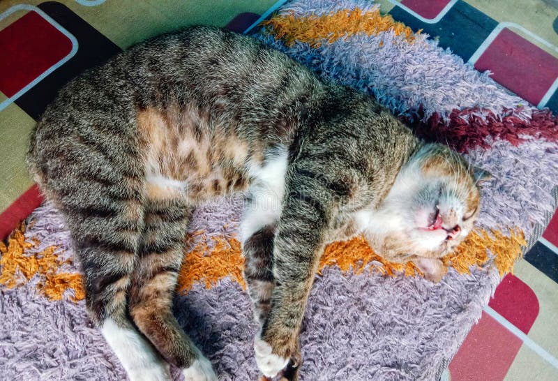 A Cat that is Sleeping Very Soundly from Tired of Playing Stock Image ...