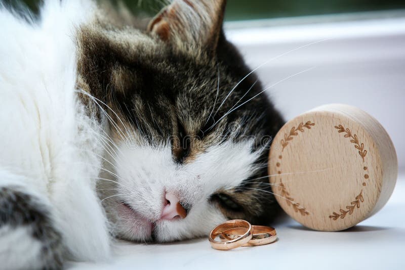 Cat is Sleeping with a Wedding Rings Stock Photo - Image of animal ...