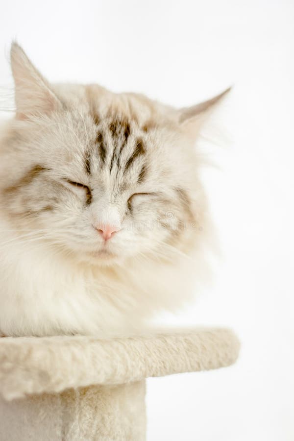 Sleeping White Cutety Cat Stock Photos - Free & Royalty-Free Stock ...