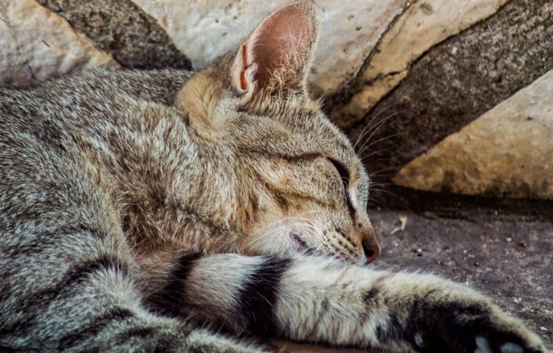 Cat sleeping stock image. Image of sleeping, summer, yard - 98313585