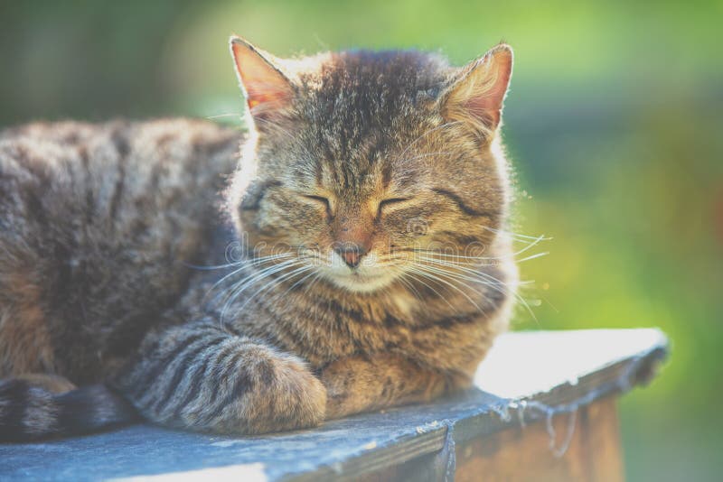 Cat sleeping in the yard stock image. Image of beautiful - 210119337