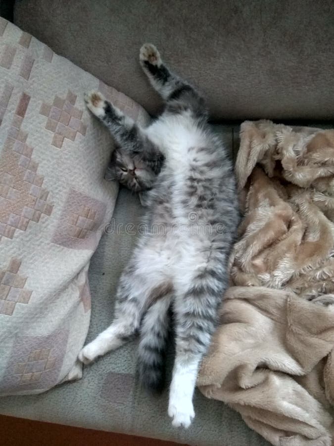 Cat Sleeps photo stock. Image du chaton, sommeils, minou - 84648310