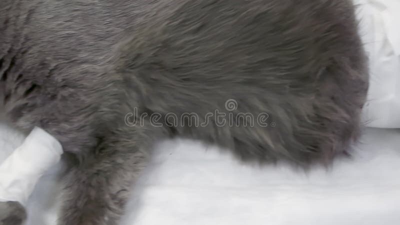 The Cat Sleeps from Anesthesia on the Operating Table. Stock Footage ...