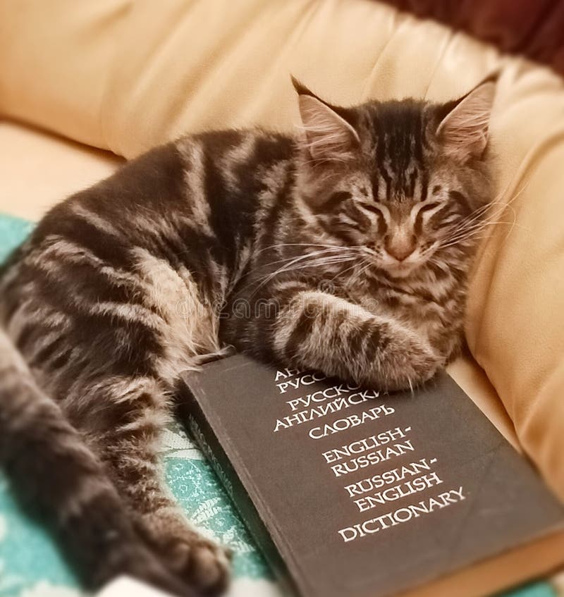 Polyglot Cat Stock Photos - Free & Royalty-Free Stock Photos from ...