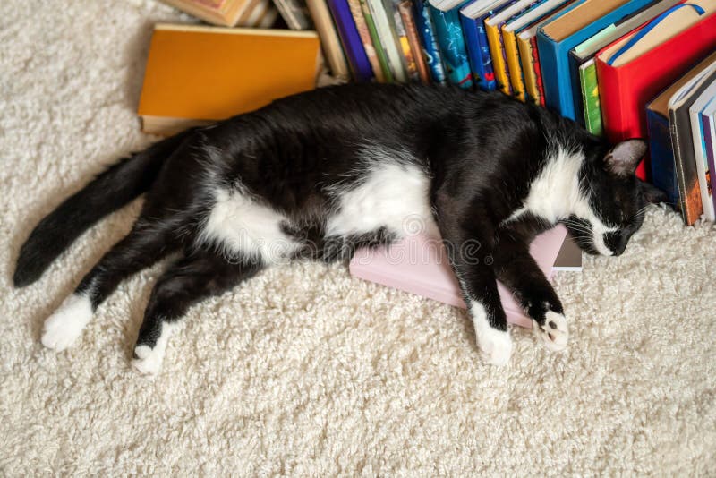 The Cat Sleeps on Books. Wise Cat and Books Stock Photo - Image of ...