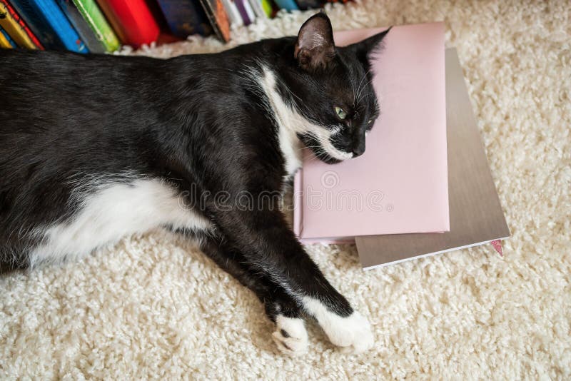 The Cat Sleeps on Books. Wise Cat and Books Stock Photo - Image of ...