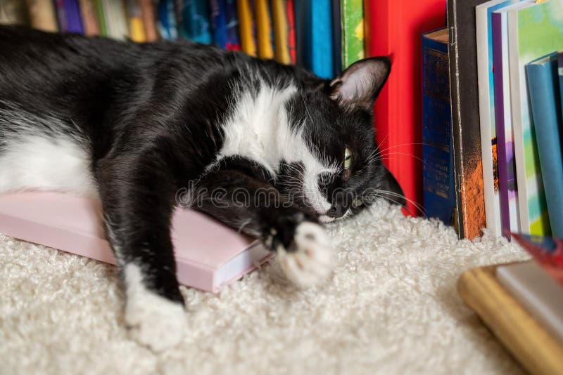 The Cat Sleeps on Books. Wise Cat and Books Stock Image - Image of ...