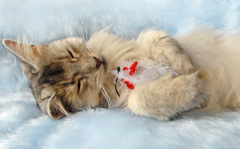 Cat Sleeps Holding a Toy Mouse Stock Image - Image of somali, pedigree ...