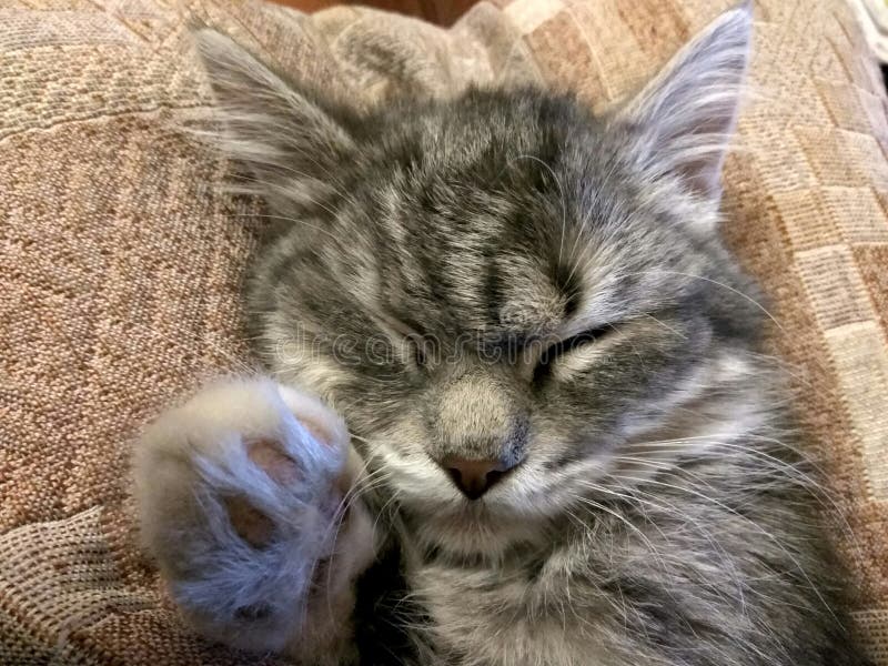 Cat sleeps stock photo. Image of poses, funny, snout - 84648310