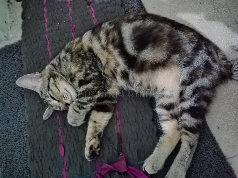 The cat sleeps on a rag stock photo. Image of fast, next - 289514002