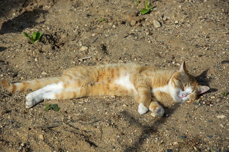 The Cat Sleeps in the Sun. a Ginger Cat Stretches on the Sand Stock ...
