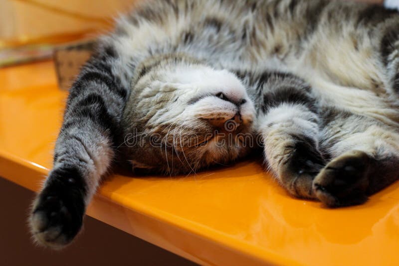 The Cat Sleeps Sweetly on His Back Stock Image - Image of sleep, relax ...