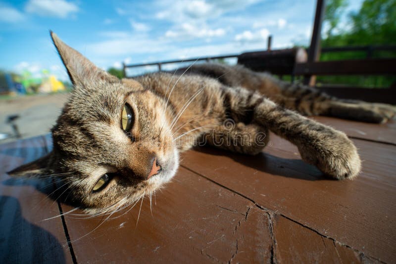 Cat Sleeps on a Table in Park in Hot Summer Day Stock Photo - Image of ...
