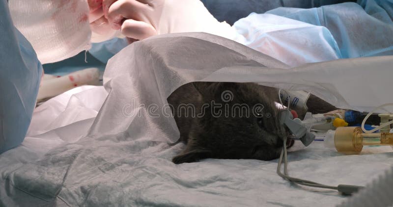 A Cat Sleeps Under Anesthesia while a Veterinary Surgeon Performs an ...