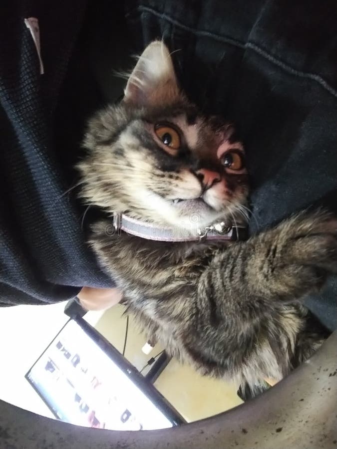 Cat Sleepy Happy Tired Animal Stock Image - Image of tired, happy ...