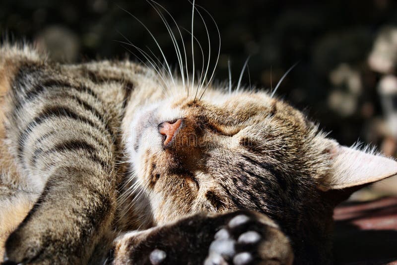 Cat stock image. Image of cats, look, sitting, hunt, relax - 31529023