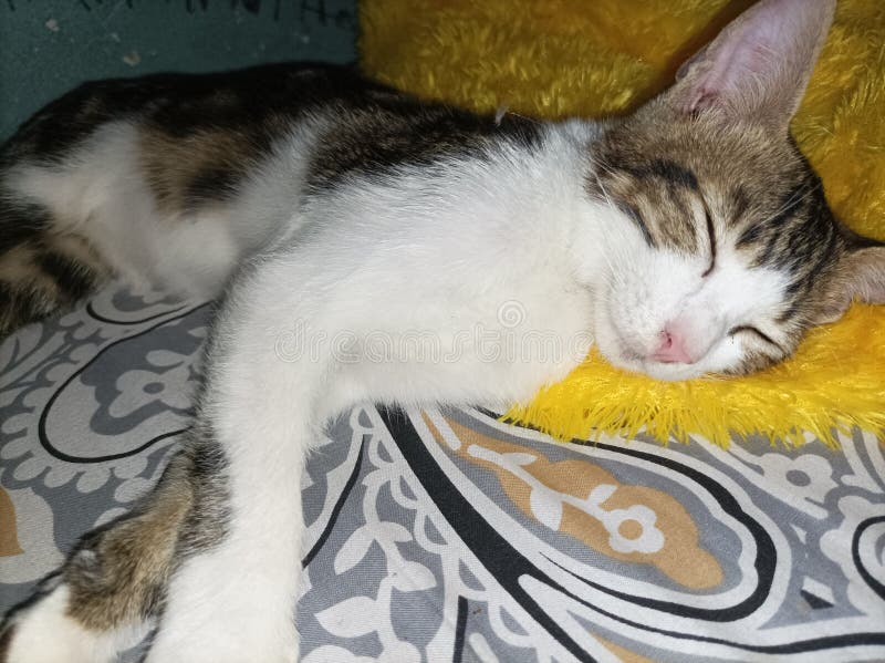 Cat sleepy way stock photo. Image of sleepy, dream, tired - 263070112