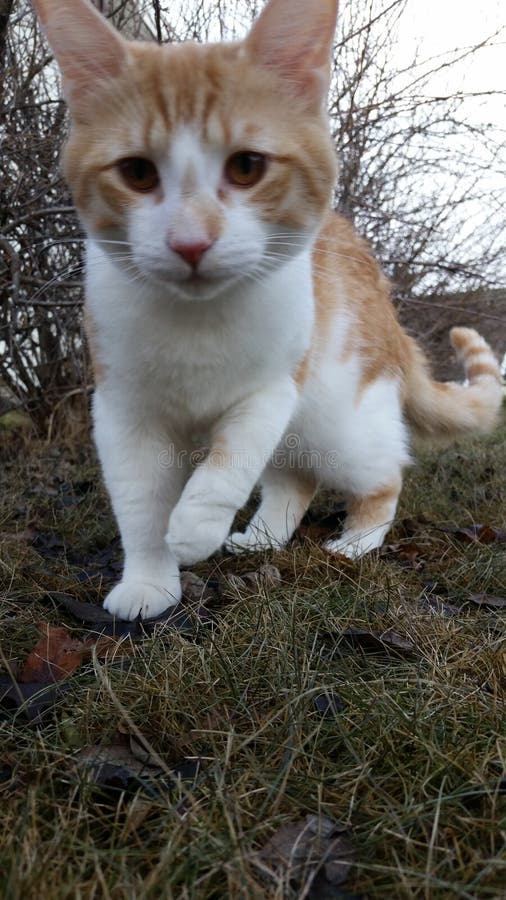 Cat is Slinks Around and Looking for Mouse Stock Image - Image of ...