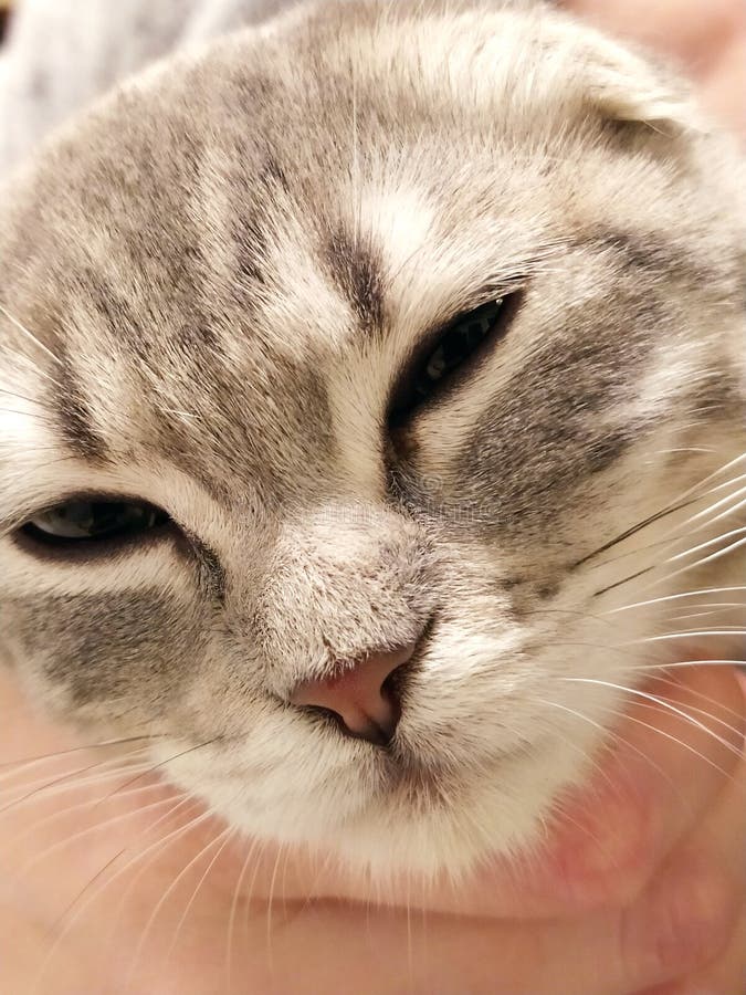 Hacat Stock Photos - Free & Royalty-Free Stock Photos from Dreamstime