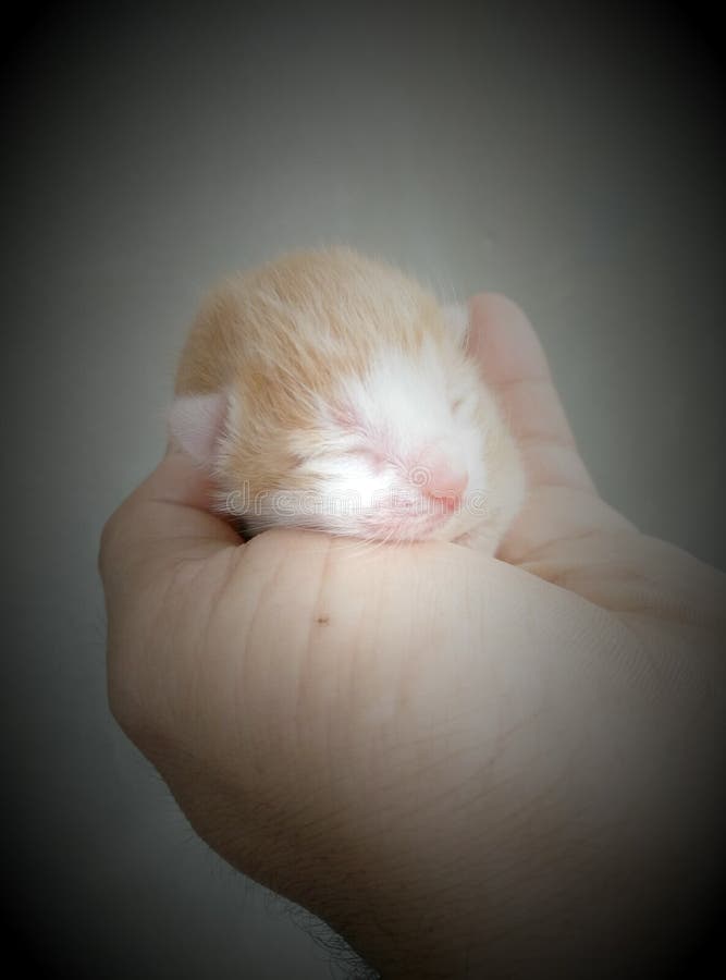 Cat stock image. Image of loves, world, hand, animal - 90150139