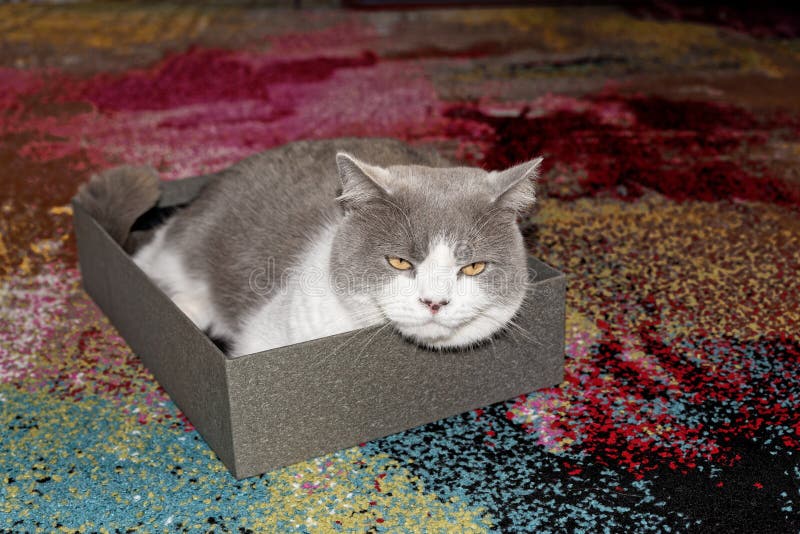Cat in a small packing box stock image. Image of funny - 240943761