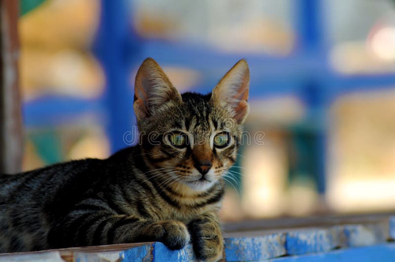 Cat stock photo. Image of look, sitting, cats, sharp - 37433424