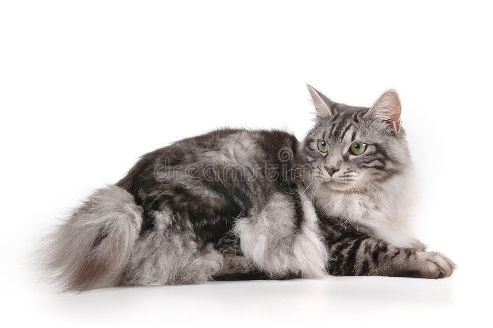 Cat with small tail stock image. Image of feline, curious - 3663485