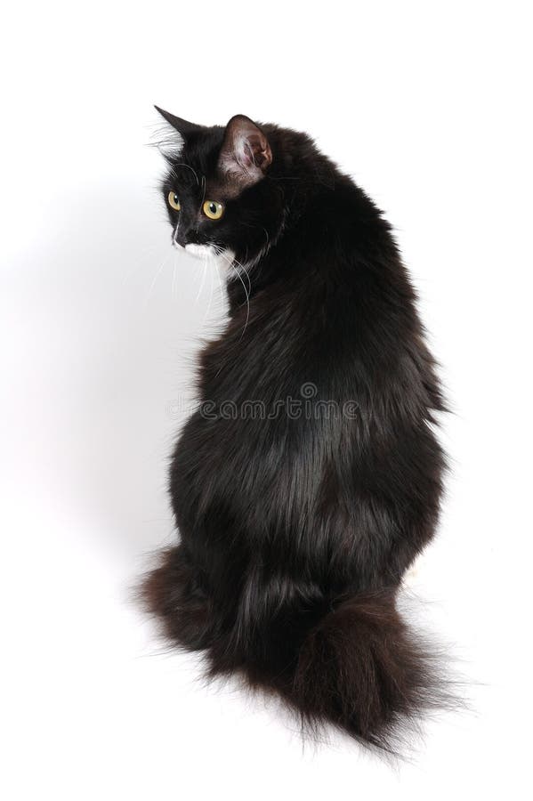 Cat with small tail stock photo. Image of beautiful, tail - 3696906