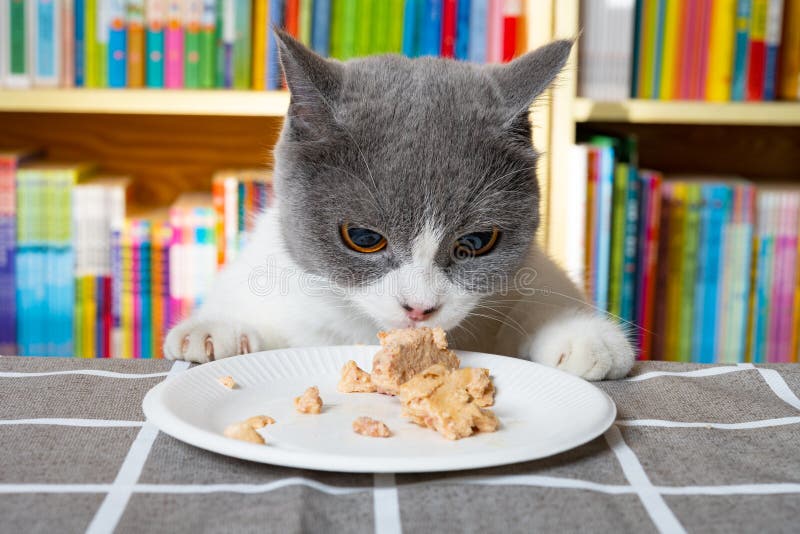 A Cat Smelling Dish of Canned Fish Stock Photo - Image of preserve ...