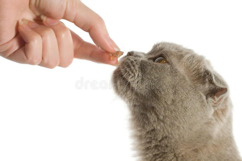 Cat Smelling Food at Family Grill Party. Stock Image - Image of ...