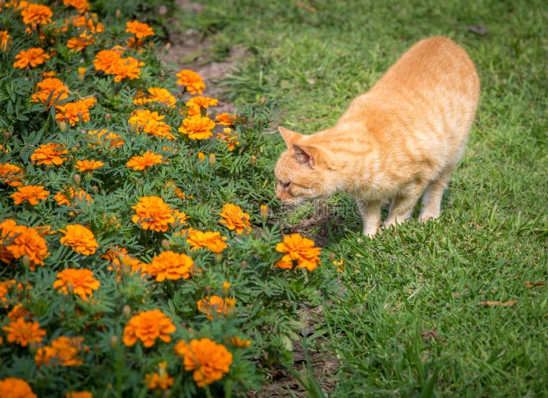Cat Smelling Orange Flowers in the Garden - Lima, Peru Stock Image ...