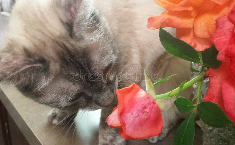 Cat smelling a rose stock photo. Image of humor, flower - 8851216