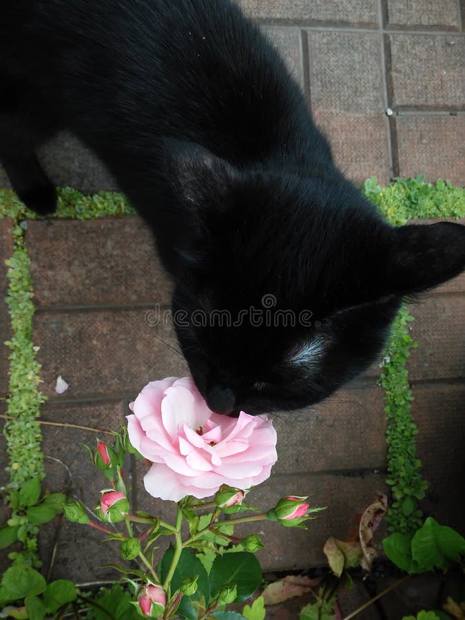 Cat Smelling Rose foto de archivo. Imagen de negro, gato - 57017194