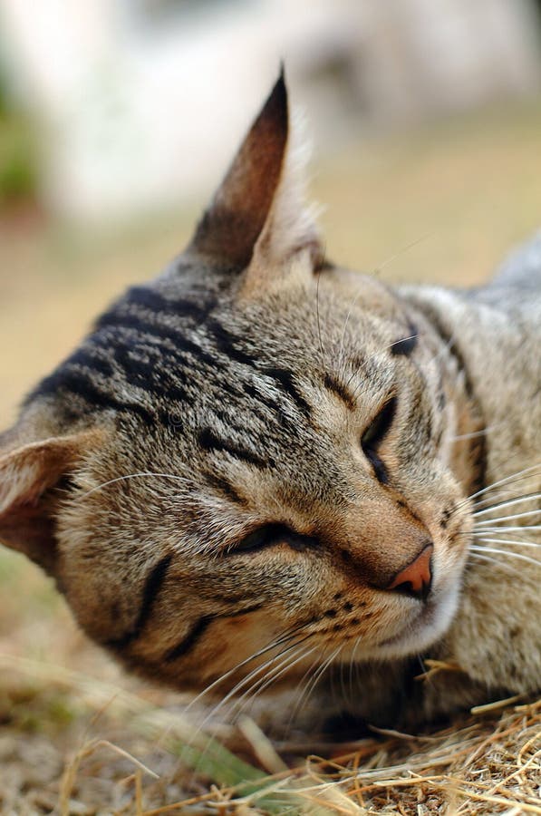 Cat smile stock image. Image of lines, kitten, kitty, concern - 1104693