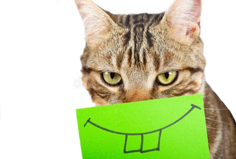 Cat with a smile stock image. Image of domestic, adorable - 119686417