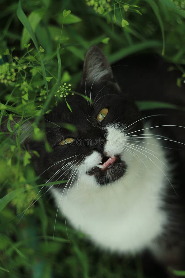 Cat Smiling Showing Sharp Fangs Stock Photo - Image of flower, kitten ...