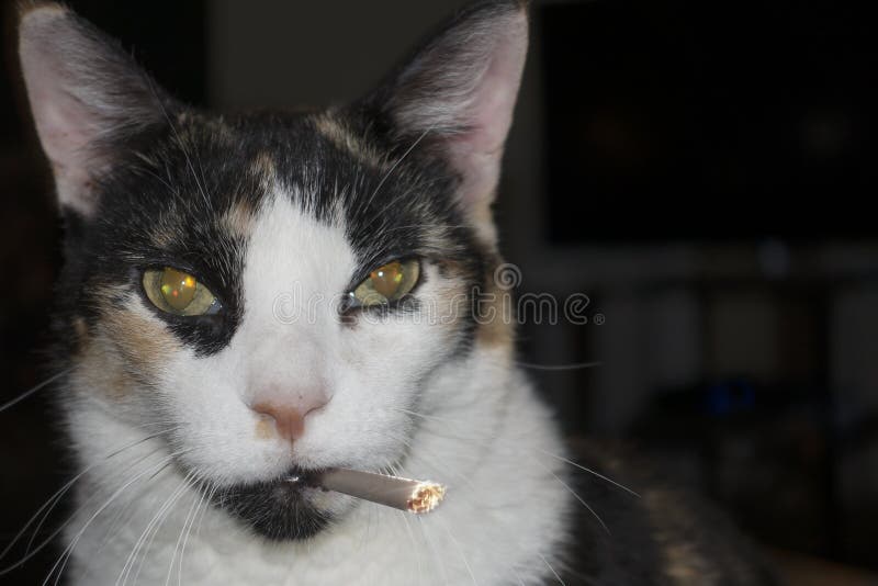 Cat smoking cigarette stock image. Image of glow, domestic - 45089793