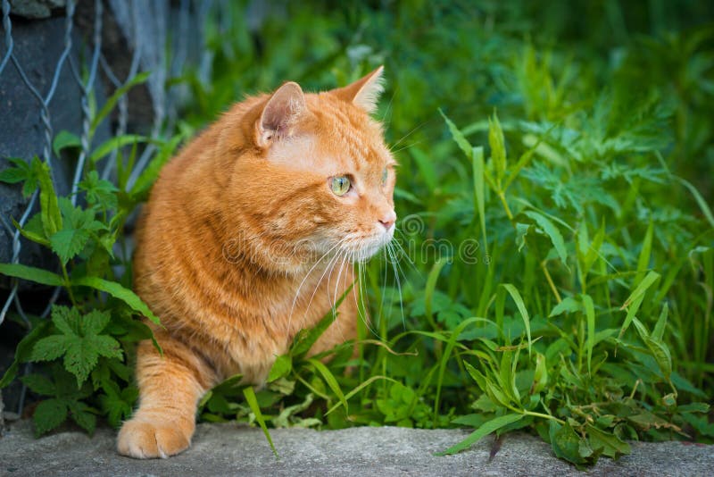 Cat Sneaking through the Grass. Stock Photo - Image of game, carnivore ...