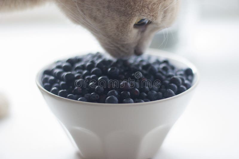 Cat sniffing blueberries stock image. Image of domestic - 61501651