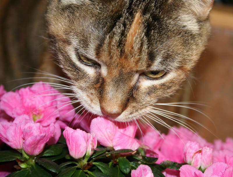 Cat Sniffing