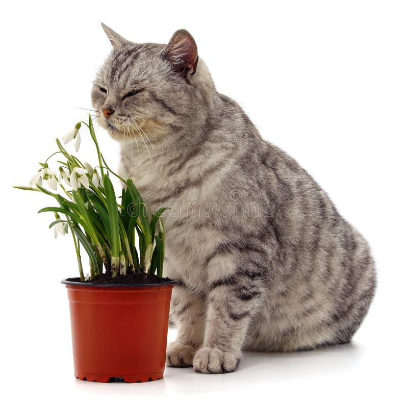Cat Snowdrops Stock Photos - Free & Royalty-Free Stock Photos from ...