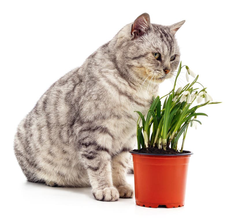 Cat Sniffing Snowdrops Stock Photos - Free & Royalty-Free Stock Photos ...