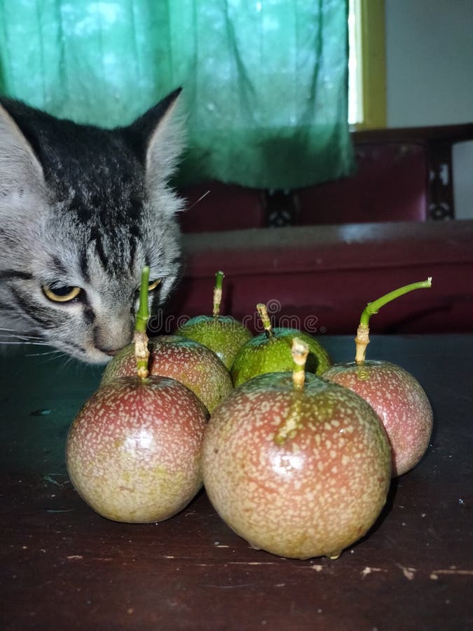 A Cat Sniffing Some Passion Fruits Stock Photo - Image of leaf ...