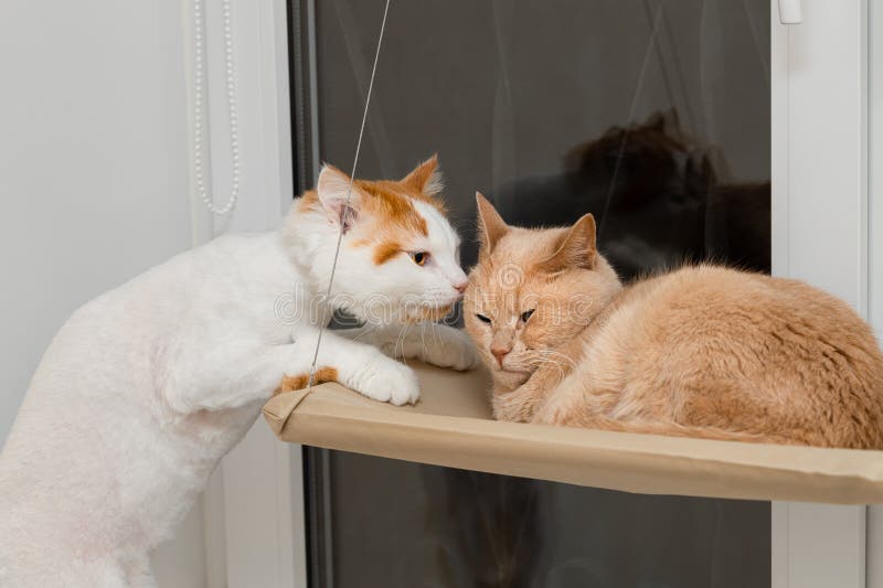 A Cat Sniffs Another Cat Lying in a Bed Stock Image - Image of emotion ...