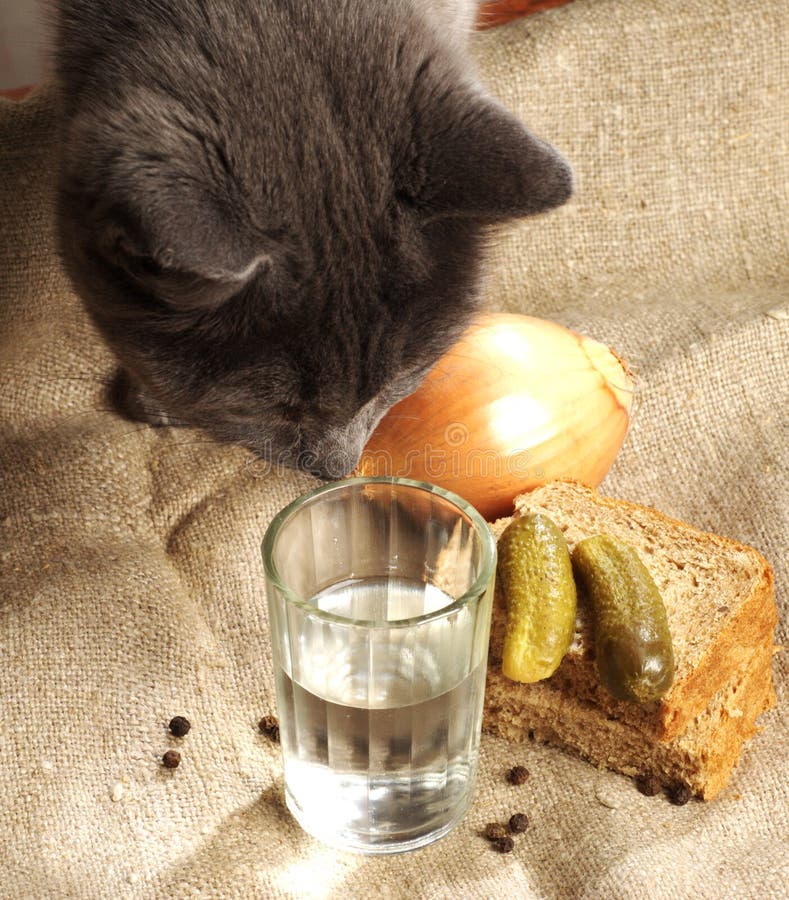 Cat Drink Vodka Stock Photos - Free & Royalty-Free Stock Photos from ...