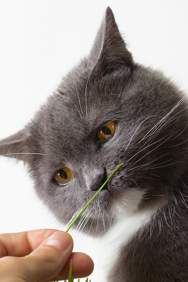 Cat sniffs green sprout stock image. Image of germ, eyes - 28051475